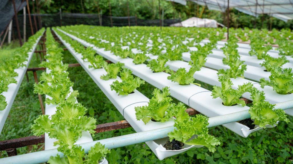 Maximizing Success: A Guide to Hydroponic Crop Selection for Optimal ...
