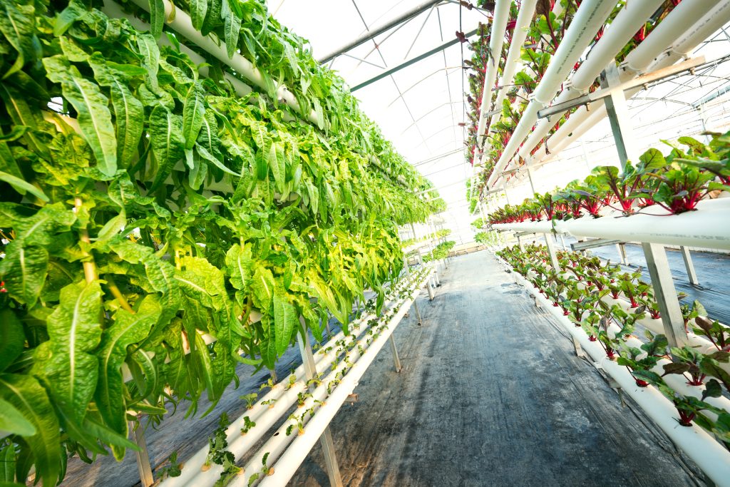 Vertical Gardens of Tomorrow: The Future of Urban Farming - Efarms