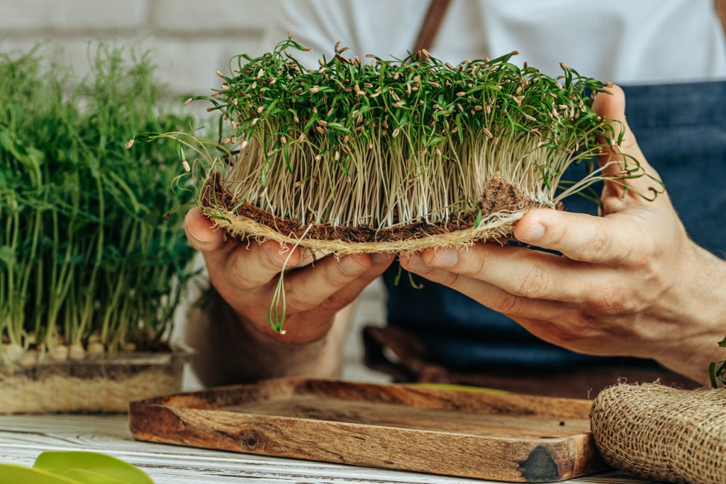 Hydroponic Agroforestry: Integrating Trees and Soil-less Farming for ...